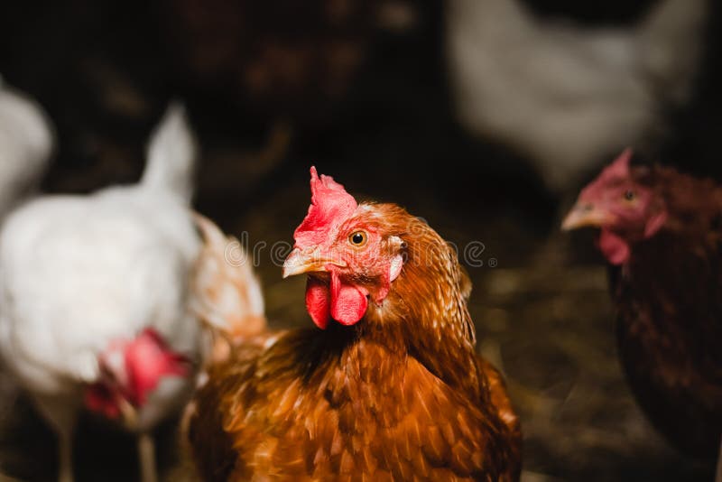 Red Chicken Looking Out of the Barn Stock Image - Image of farming ...