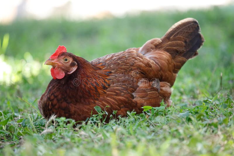 Red chicken lying on grass stock image. Image of chickens - 135692533