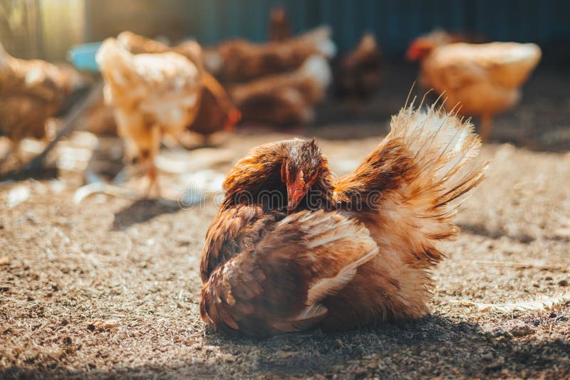 281 Rear Chicken Stock Photos - Free & Royalty-Free Stock Photos from ...