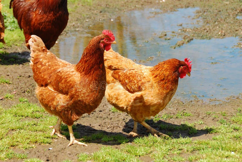 Red Chicken Pair stock photo. Image of water, fowl, female - 22996862
