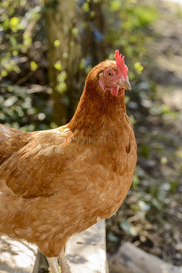 Red Chicken Portrait, Germany Stock Image - Image of crest, germany ...
