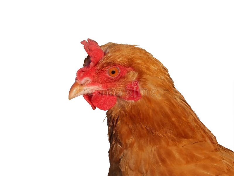 Red chicken portrait stock photo. Image of brown, fauna - 64934530