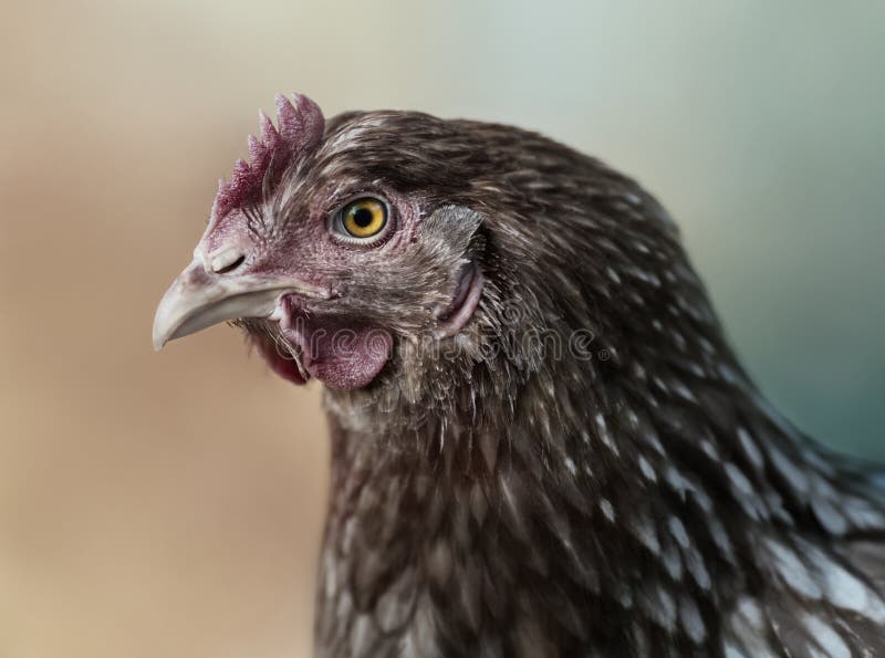 Chicken Profile with Black Feathers and Bright Read Comb with Green ...
