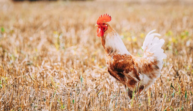 Red Chicken Rooster Hen Walking in Straw Field Stock Photo - Image of ...