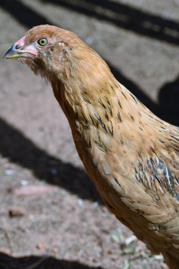 Red Chicken Side View Close Up Stock Image - Image of funny, outdoor ...
