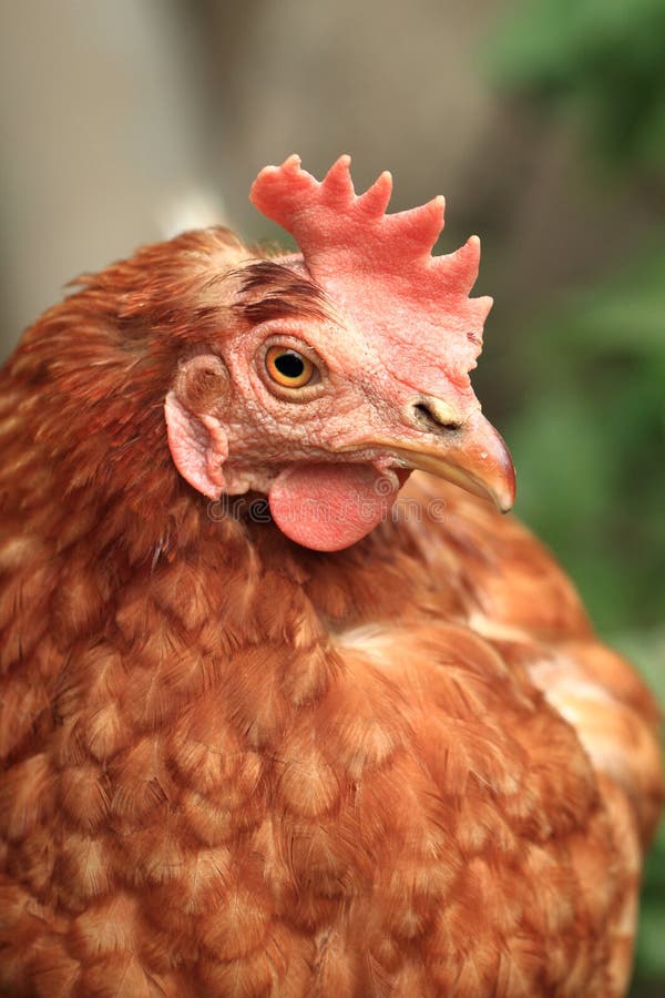 Red Chicken from Small Home Farm Stock Photo - Image of white, fowl ...