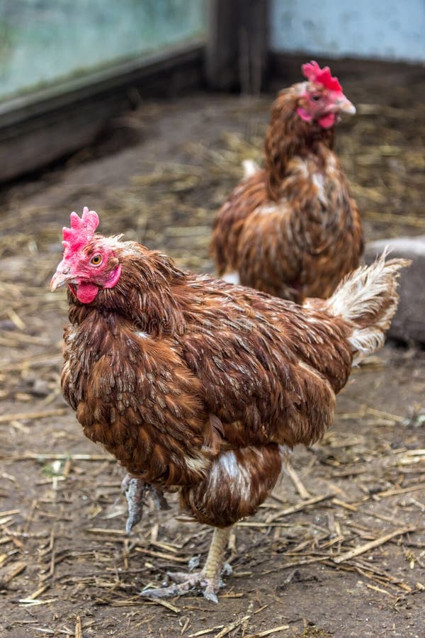 Red Chicken Standing on One Leg. Stock Photo - Image of natural ...