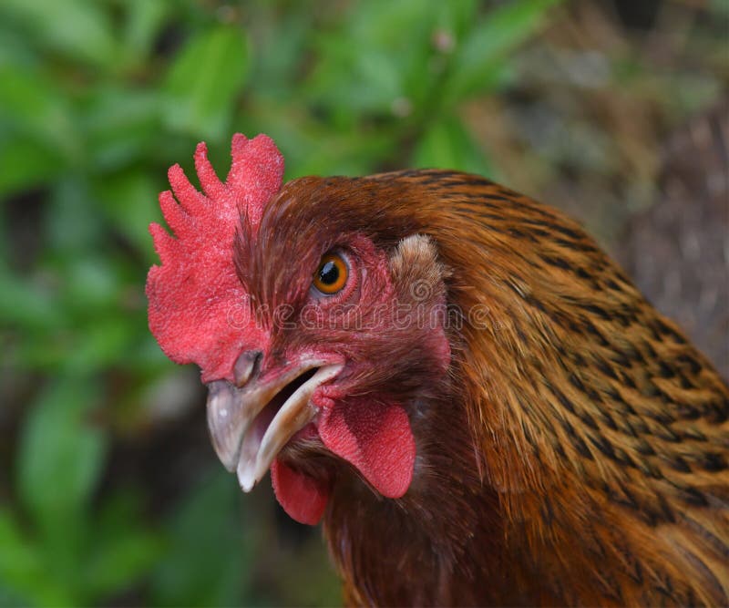 Red Chicken Talking to You stock photo. Image of close - 124435510