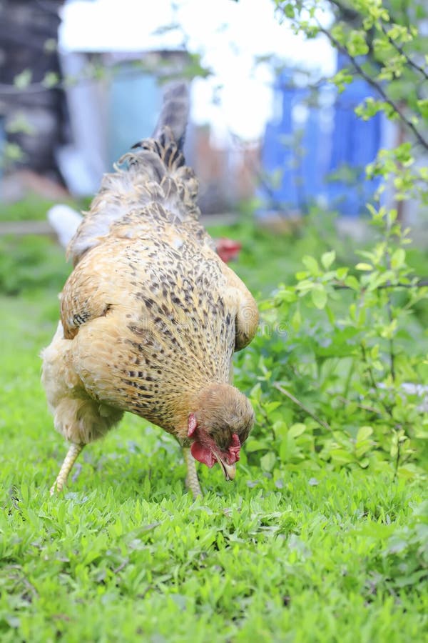 611 Chicken Insects Stock Photos - Free & Royalty-Free Stock Photos ...