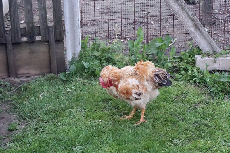 Red Chicken Walking Over Grass Stock Image - Image of chicken, europe ...