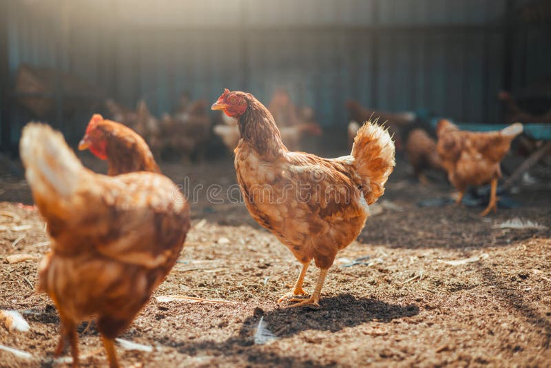 Red Chicken Walking in Paddock at Farm Stock Image - Image of sunlight ...