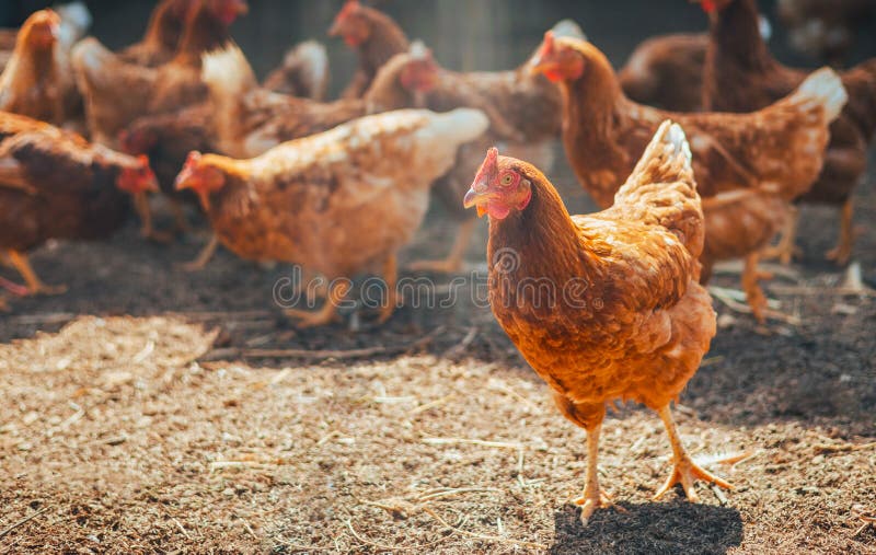 Red Chicken Walking in Paddock at Farm Stock Photo - Image of business ...