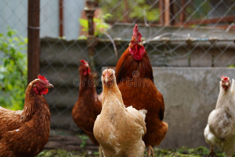 Red Chicken Walking in Paddock. Ordinary Red Rooster and Chickens ...