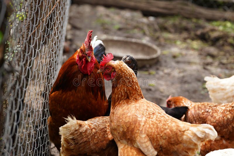 Red Chicken Walking in Paddock. Ordinary Red Rooster and Chickens ...