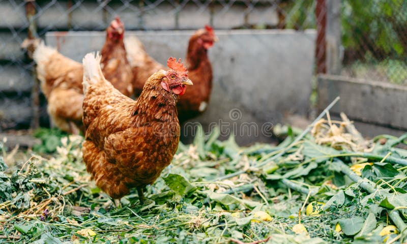 Red Chicken Walking in Paddock. Ordinary Red Rooster and Chickens ...