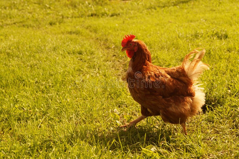 Angry Red Chicken in the Yard Stock Photo - Image of walks, fence: 57541688
