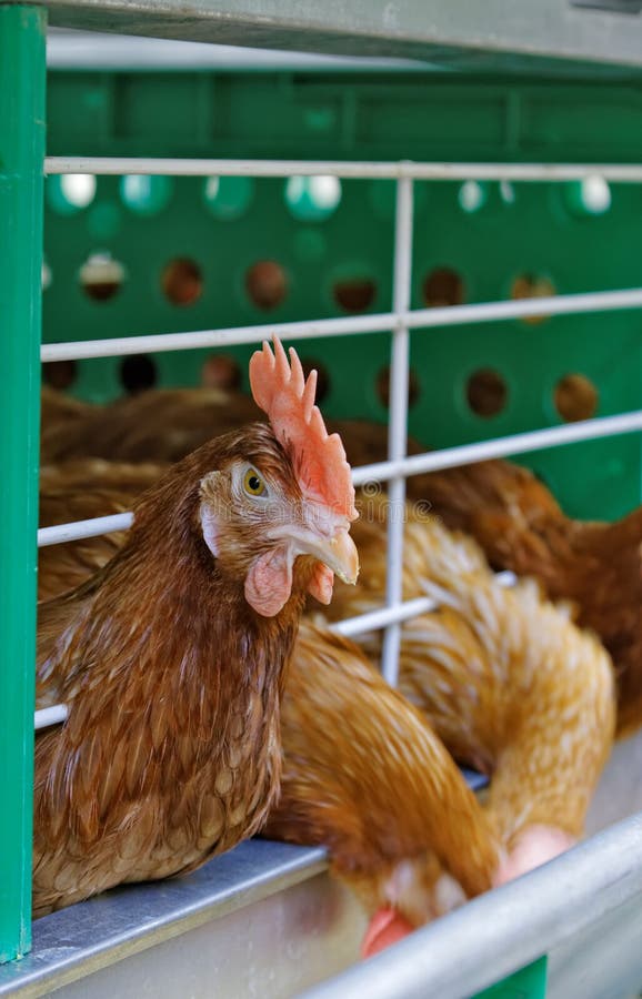 Red chickens stock photo. Image of agriculture, feathers - 20503072