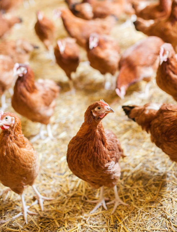 Red Chickens on Free Range Farm, Rossa Stock Image - Image of chicken ...