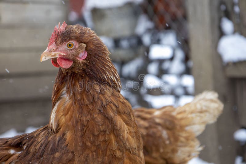 Red Chickens on the Snowy Ground. Stock Photo - Image of bird, poultry ...