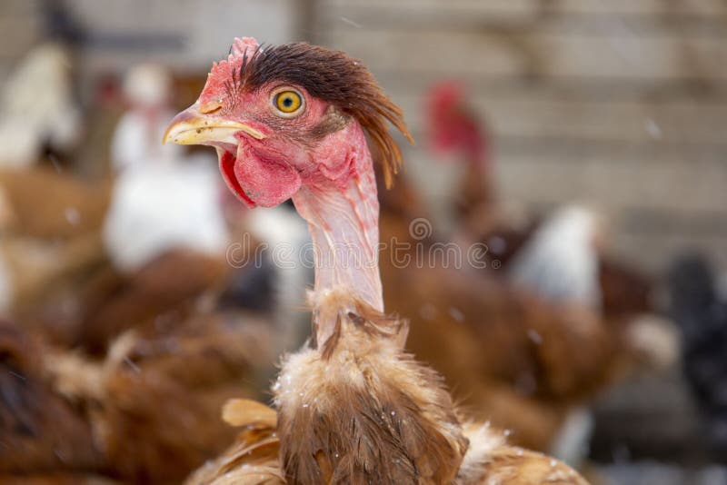 Red Chickens on the Snowy Ground. Stock Image - Image of cute, chicken ...