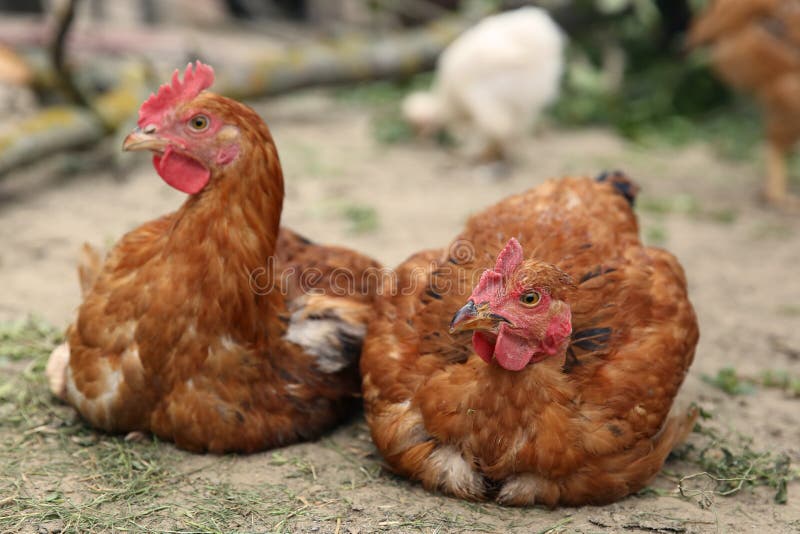 Red chickens stock image. Image of hatch, domesticus - 74482755