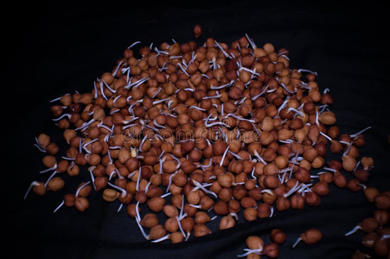 Red Chickpea Homemade Sprouts Isolated on Black. Stock Photo - Image of ...