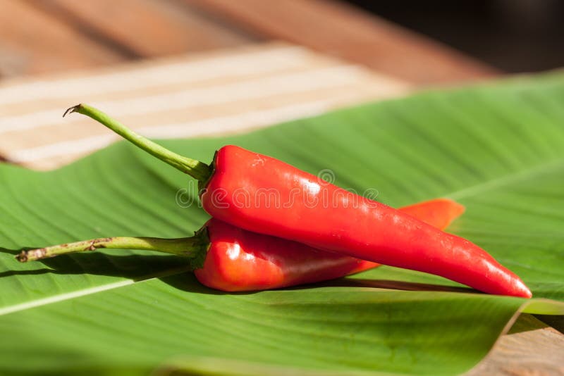 Red Chile stock photo. Image of pepper, cooking, mexico - 98905632