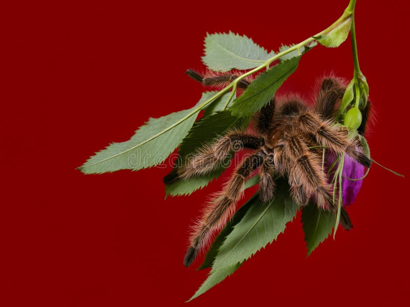 216 Tarantula Flower Stock Photos - Free & Royalty-Free Stock Photos ...