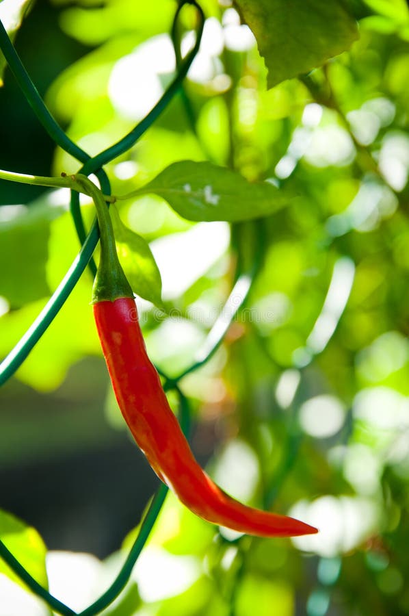 Red Chili stock image. Image of bush, spice, pepper, chilli - 27882925
