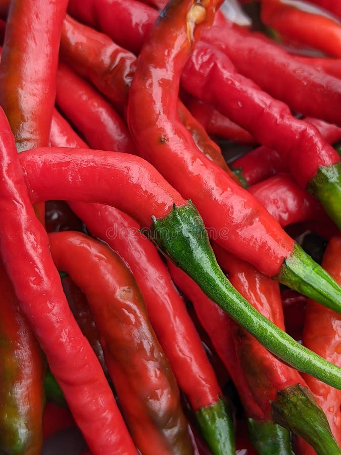 Red Chili that is Being Washed before Processing Stock Image - Image of ...