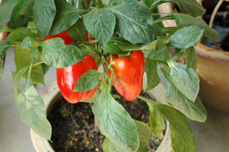 Red Chili Bell Pepper Plant Stock Image - Image of farm, pepper: 6936191