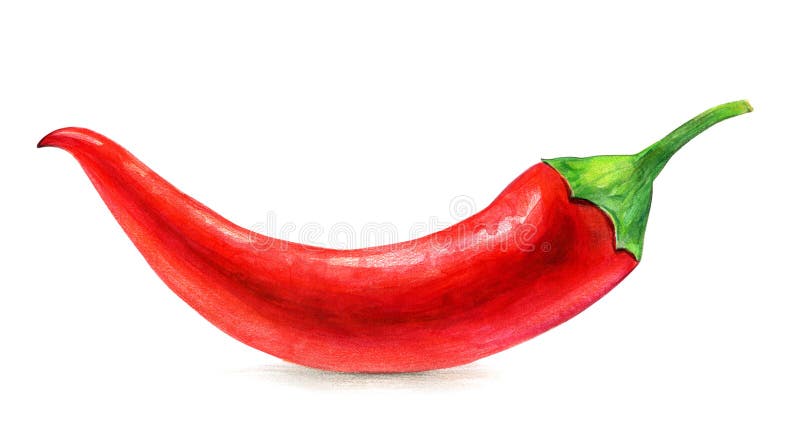 Red chili isolated. stock illustration. Illustration of chili - 111504139