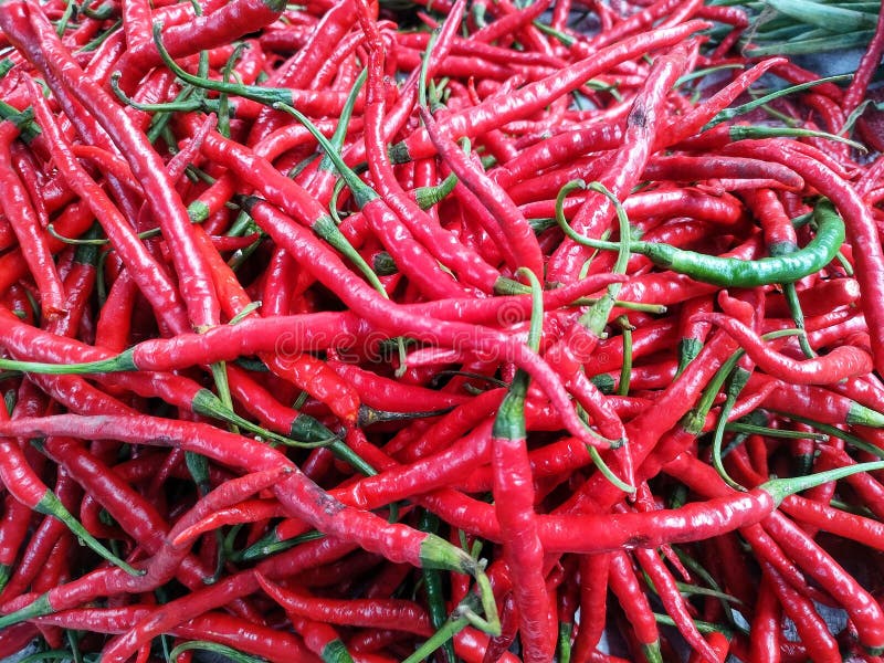 Fresh red chili stock image. Image of agriculture, looks - 281054509