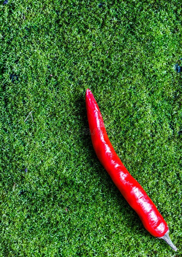 Red chili stock image. Image of dieting, jalapeno, pepper - 33656421