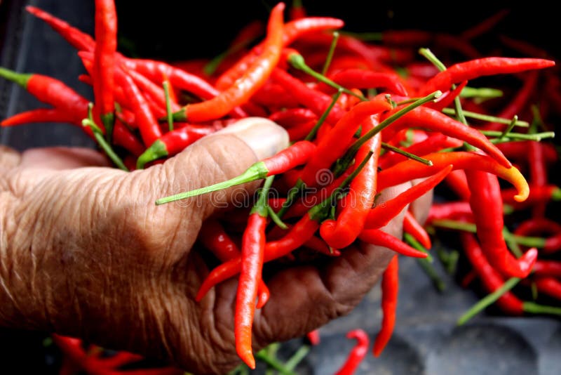 Red chili in old lady hand stock photo. Image of local - 45874592