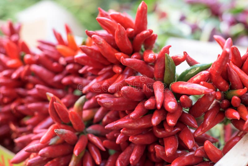 Red chili peper stock photo. Image of group, food, cooking - 84942458