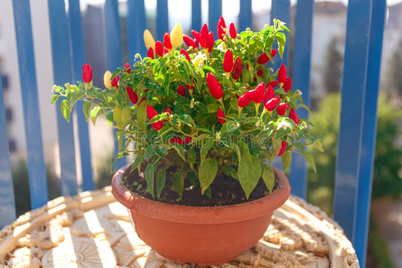 Red Chili Pepper on Balcony. Summer Nature View Stock Image - Image of ...
