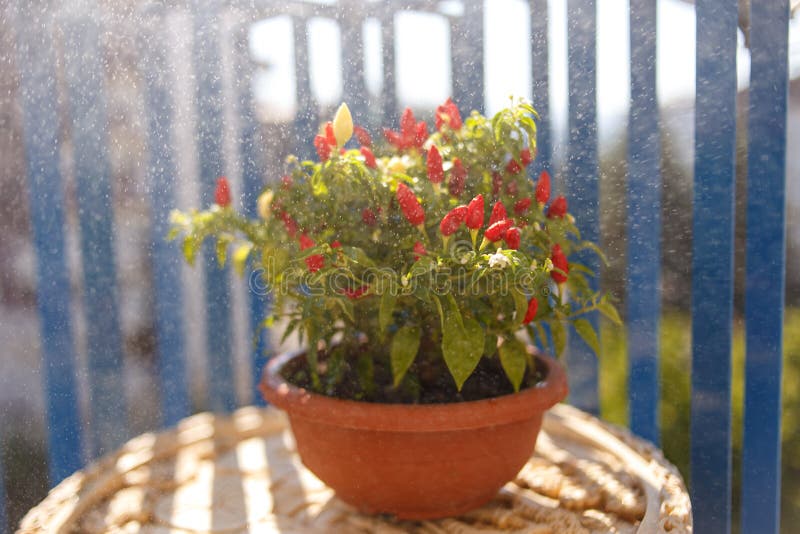 Red Chili Pepper on Balcony. Summer Nature View Stock Image - Image of ...