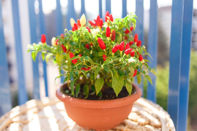 Red Chili Pepper on Balcony. Summer Nature View Stock Image - Image of ...