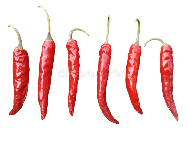 Red chili pepper standing stock photo. Image of macro - 358977016