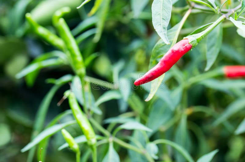 Red Chili Pepper Tree Growing Stock Image - Image of vegetarian, tree ...
