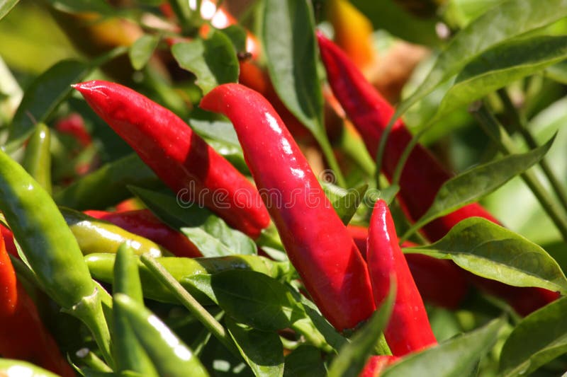 Chilli Border Background stock image. Image of creep, background - 693779