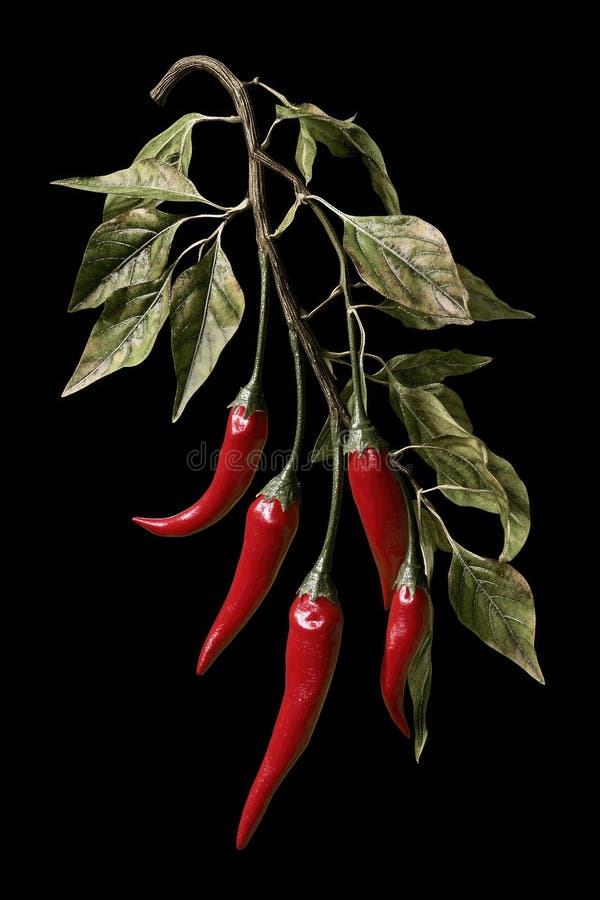 Red Chili Peppers on Branch Stock Image - Image of peppers, flavorful ...
