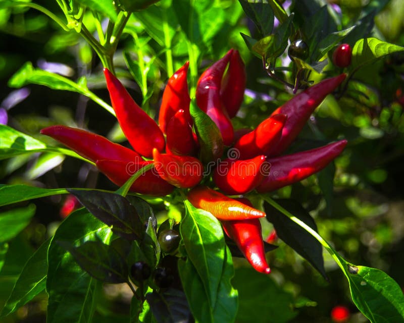 Red Chili Peppers stock image. Image of peppers, natural - 124813149