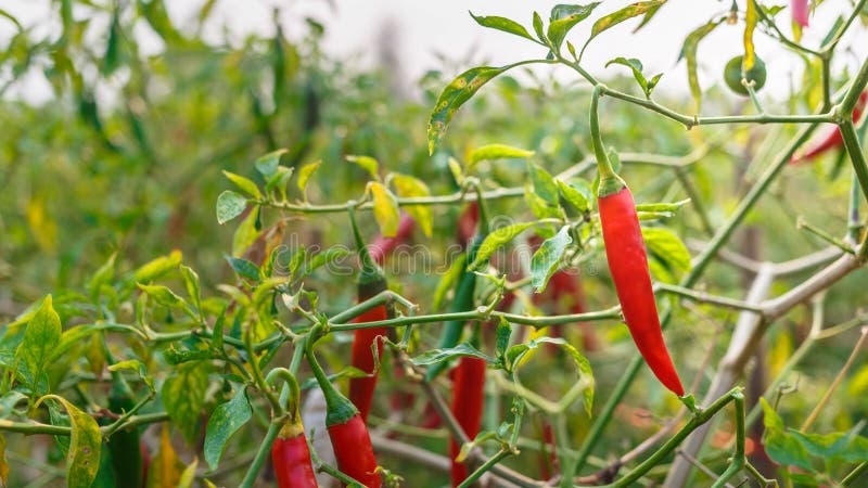 Red Chili Peppers on the Farm Stock Image - Image of harvest, natural ...