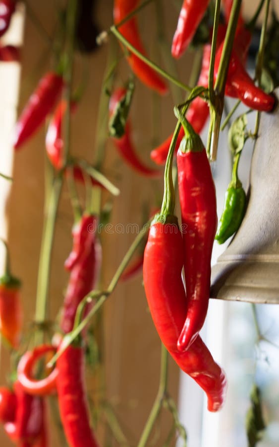 Red Chili Peppers stock image. Image of inside, food - 62217603