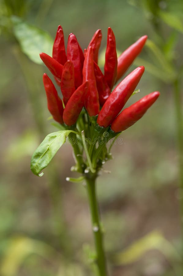 Red Chili Peppers on plant stock image. Image of solanaceae - 6932303