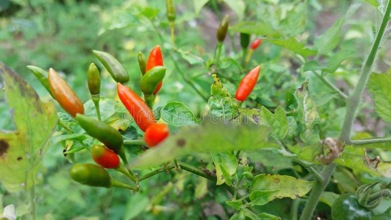 Red Chili Peppers on the Tree in Garden Stock Photo - Image of garden ...