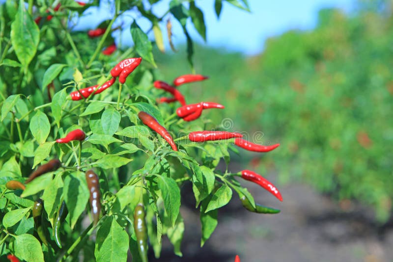 Red Chili Peppers on the Tree in Garden Plant Stock Image - Image of ...