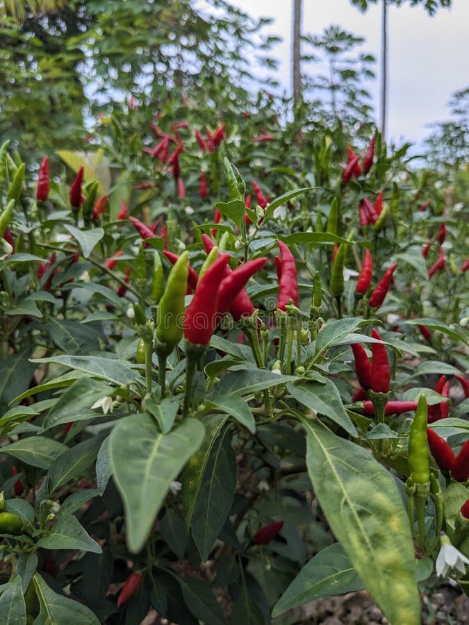 Red Chili Plants Grow Well in My Yard Stock Photo - Image of herb ...